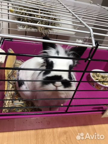 Декоративные кролики