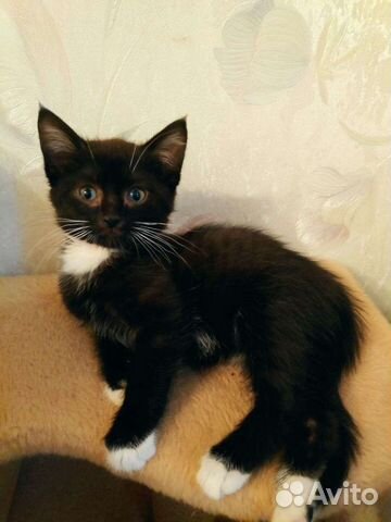 Котенок мальчик 2 месяца
