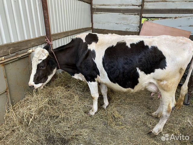 Корова дойная