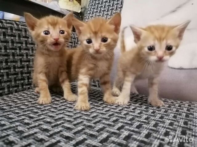 Котята в добрые руки. 5 котят. 1 месяц от роду. Хо