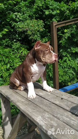 Американский булли щенок