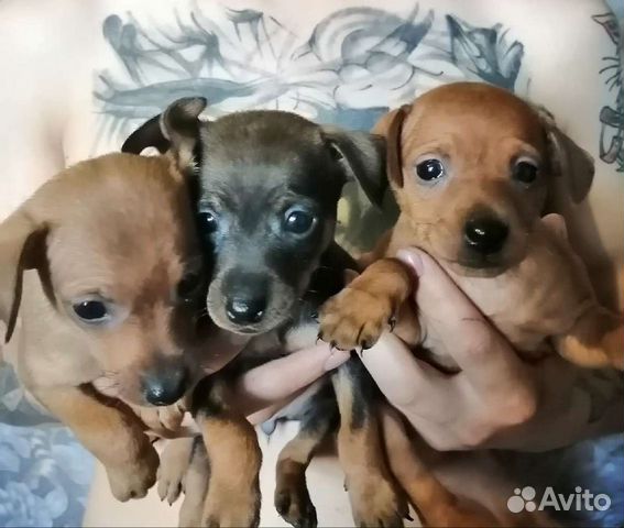 Цвергпинчер