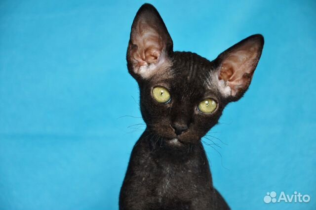 Багира чёрная грациозная пантера