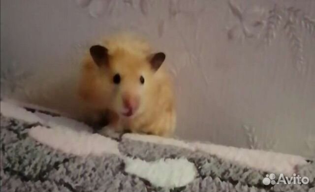 Сирийские хомяки девчата+клетки