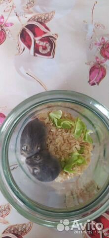 Продам хомячков-джункариков