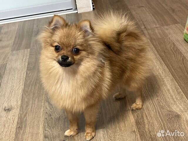 Собака щенок шпиц 6 мес