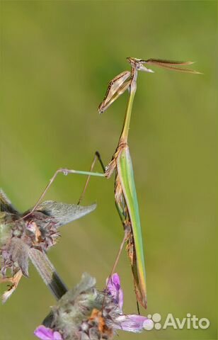 Богомол Эмпуза
