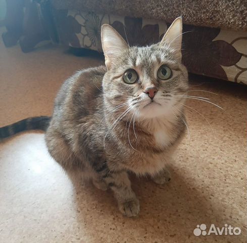 Кошечка Сильва