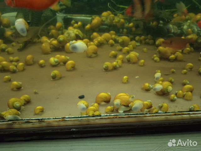 Улитки аквариумные желтые