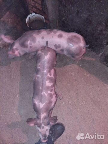 Поросята пьетрен