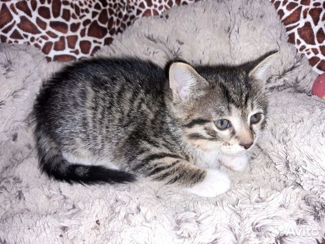 Кошки в добрые руки бесплатно