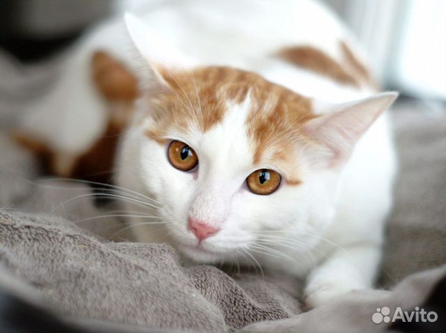 Замечательный котик Джимми в дар
