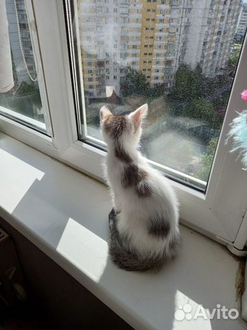 Котёнок ищет дом