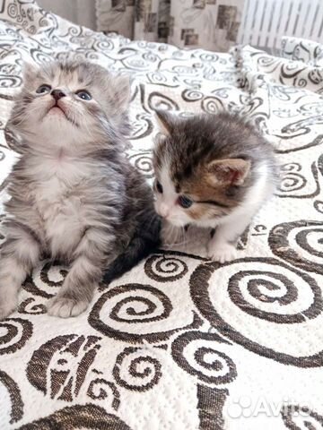 Котята в дар