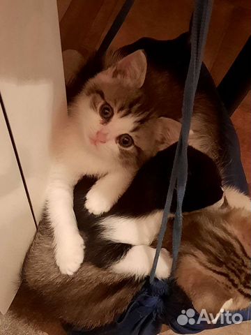 Кошка в дар