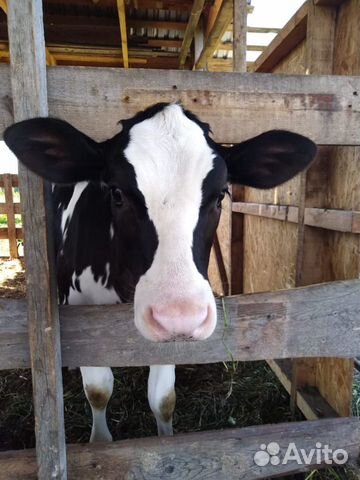 Телка 3 месяца