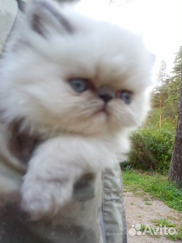 Ждем папу и маму
