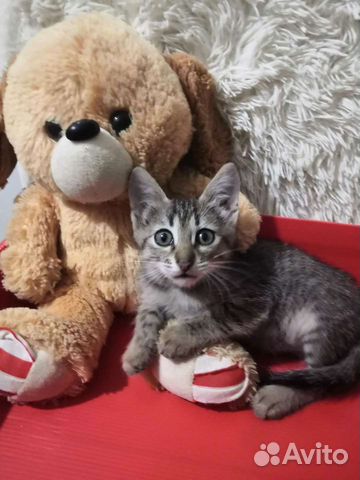 В добрые руки