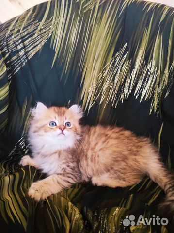 Британский длинношерстный котенок