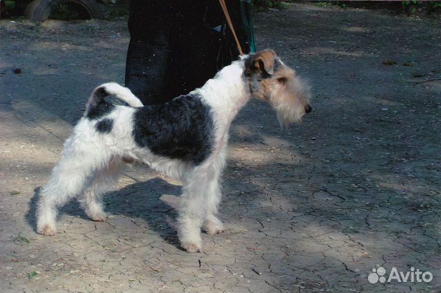 Щенки жесткошерстного фокстерьера