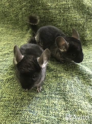 Шиншилла черный бархат мальчик