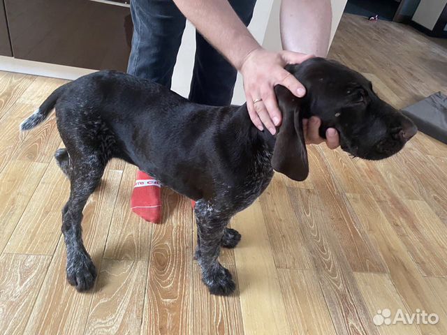 Щенок дратхаара