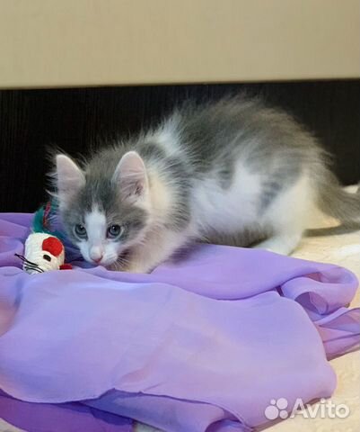 Котенок-девочка 1,5 мес. в дар