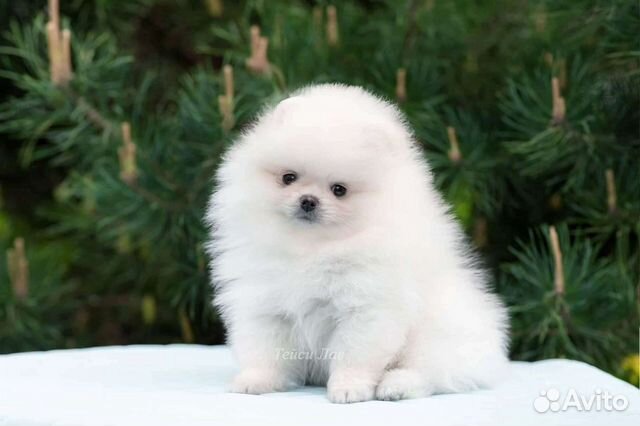 Мальчишка померанец