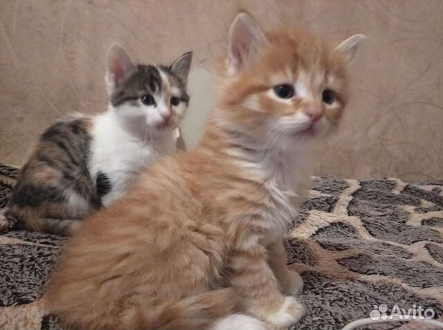 Чудесные котятки 1,5 мес