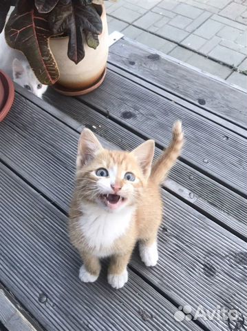 Кошка