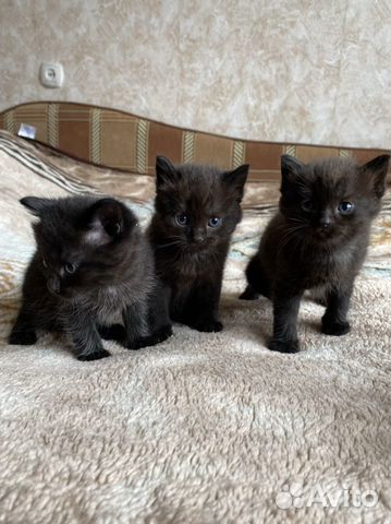Котята шотландцы (помесь)