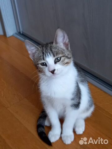 Котята в добрые руки бесплатно