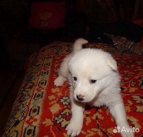 Щенок от пинчера помесь