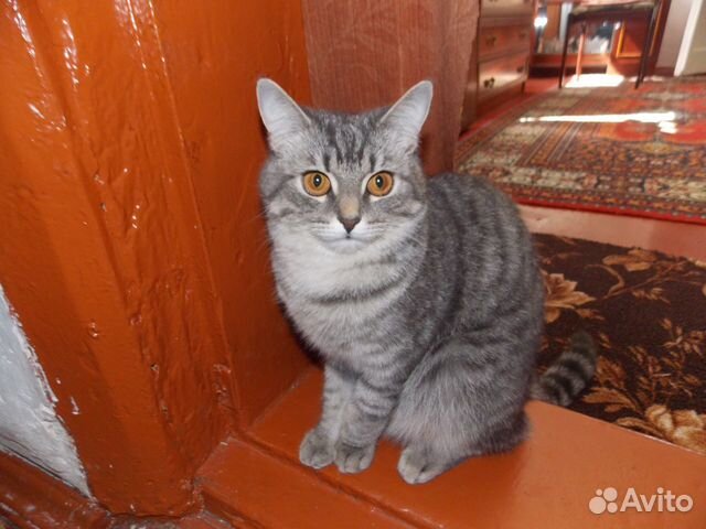 Одам кошку в добрые руки