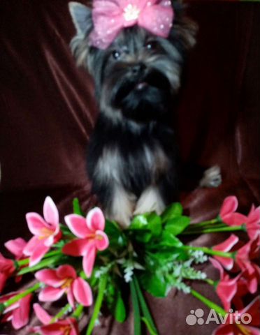 Девчушка цветного йорка