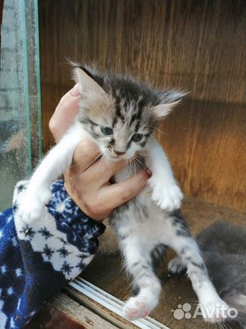 Кошки в добрые руки бесплатно