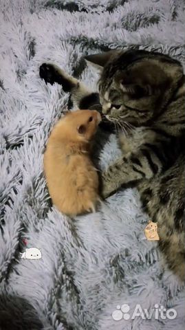 Сирийский хомяк