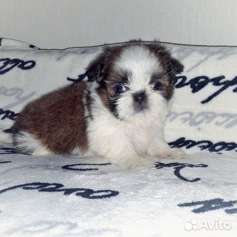 Курносые пупсы