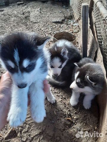 Сибирский хаски