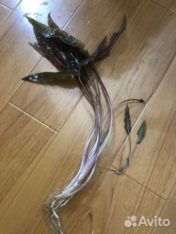 Аквариумные растения бесплатно