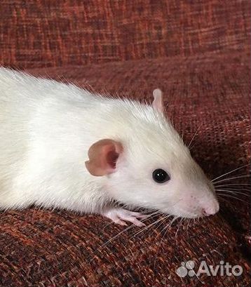 Шикарные крысята Дамбо отдам