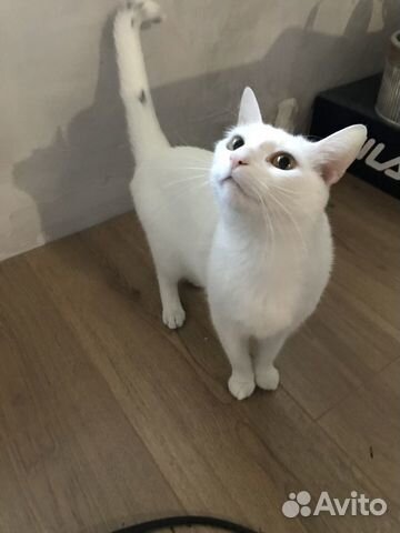 Кошка Стеша