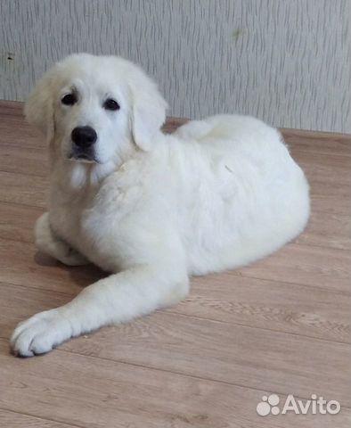 Овчарка Польская