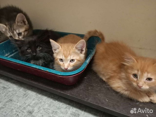 Кошки в добрые руки бесплатно