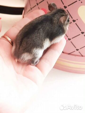 Джунгарский хомяк бесплатно