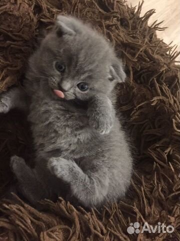 Британские котята