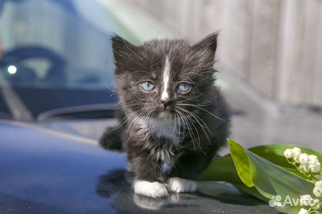 Котенок Маркиз, привит, привезем.Есть вет паспорт