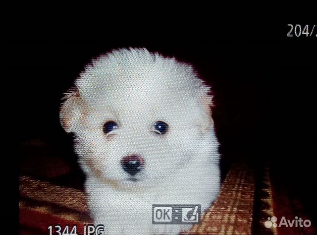 Болоньез или итальянская болонка