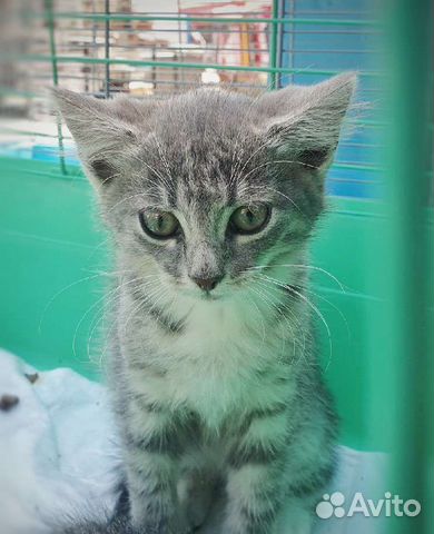 Полосатый рейс ищет дом