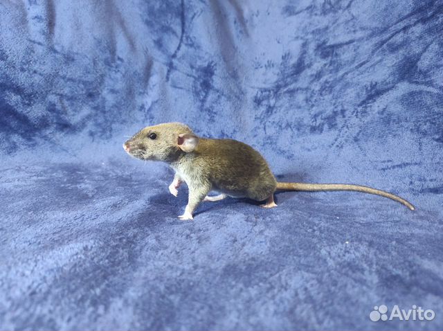 Крысы дамбо